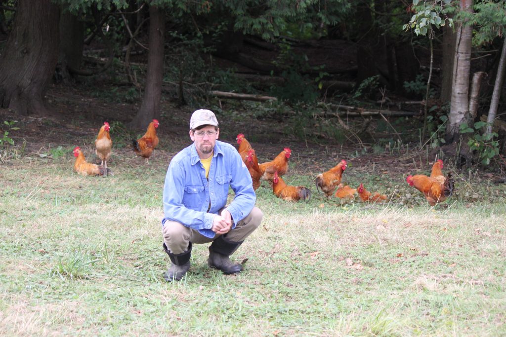 Hungarian Yellow Chickens - Backyard Poultry